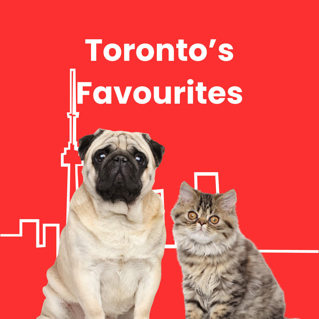 Toronto’s Favourites – Tagged "kit-cat"– Toronto Pets